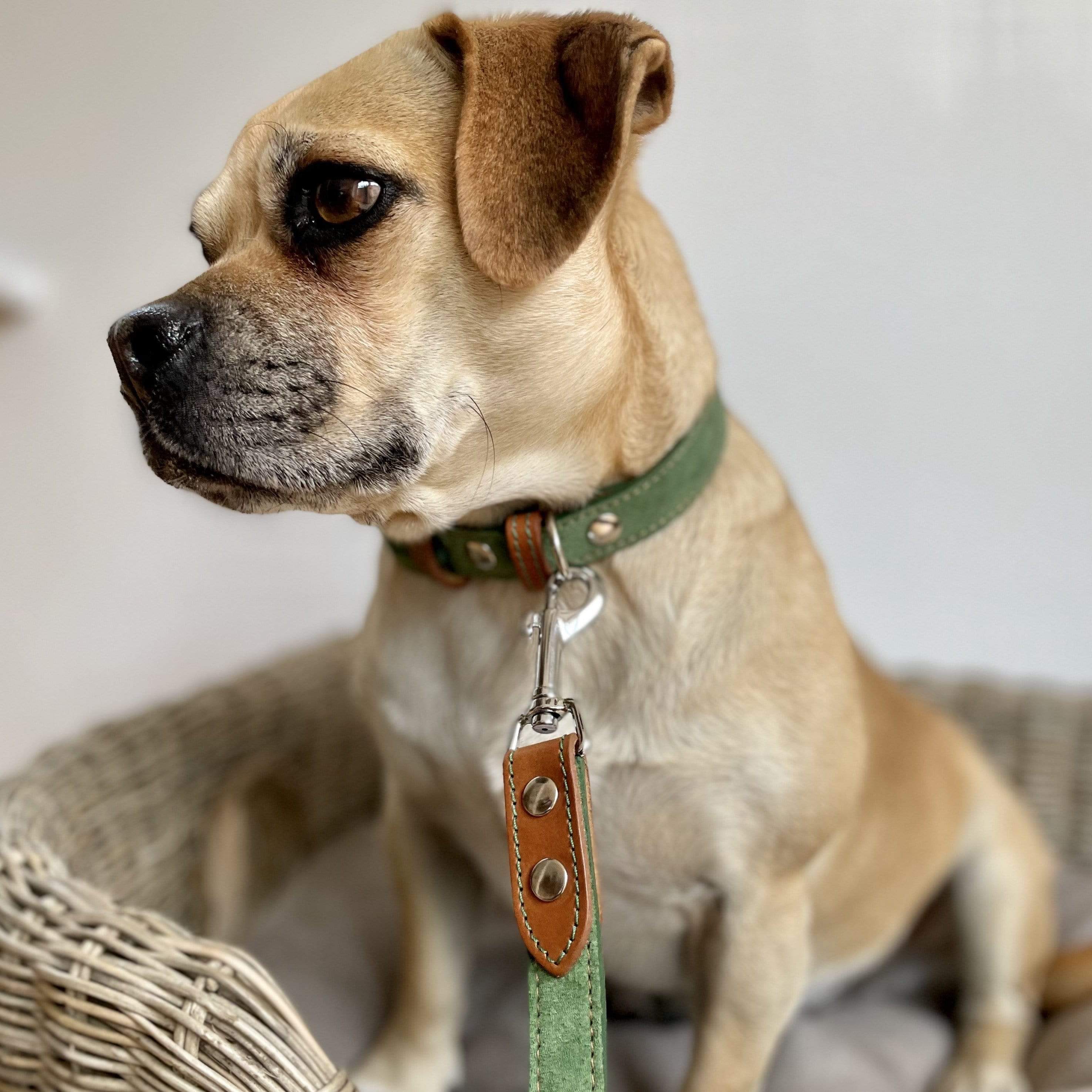 Luxury Dog Accessories UK | Pooch Packs – In Your Dog House Gifts